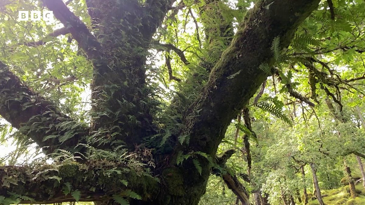 BBC Two - Springwatch, Relax with the sights and sounds of a forest floor