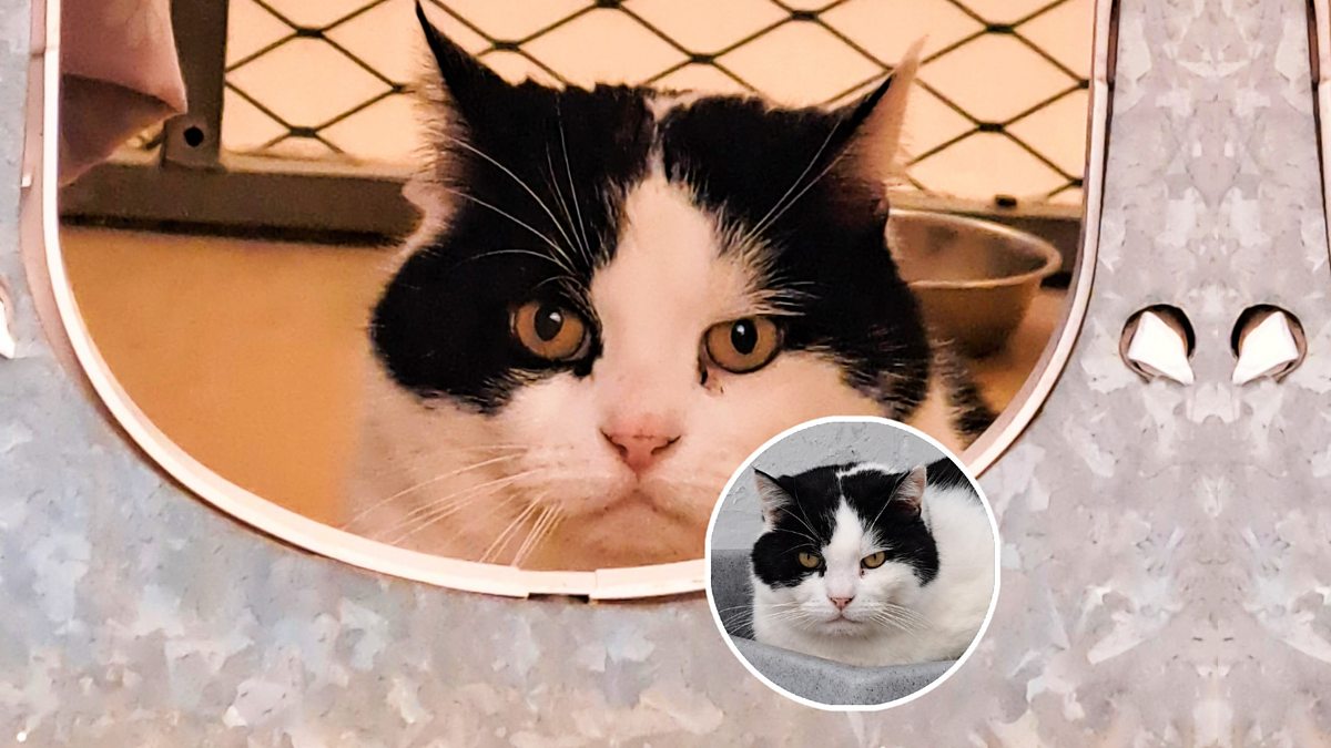 BBC Radio Oxford - Kat Orman, James Watt sits in (01/06/2023), Flash "The Grumpiest Cat" in ...