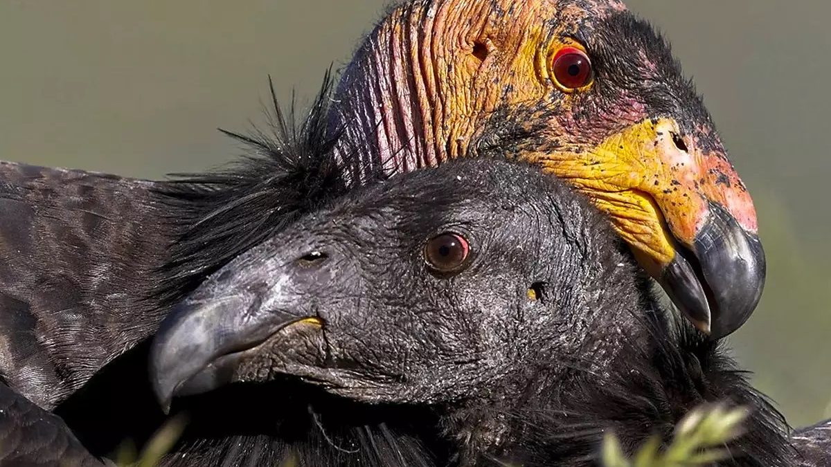 BBC World Service - Science In Action, Vaccinating condors against bird flu