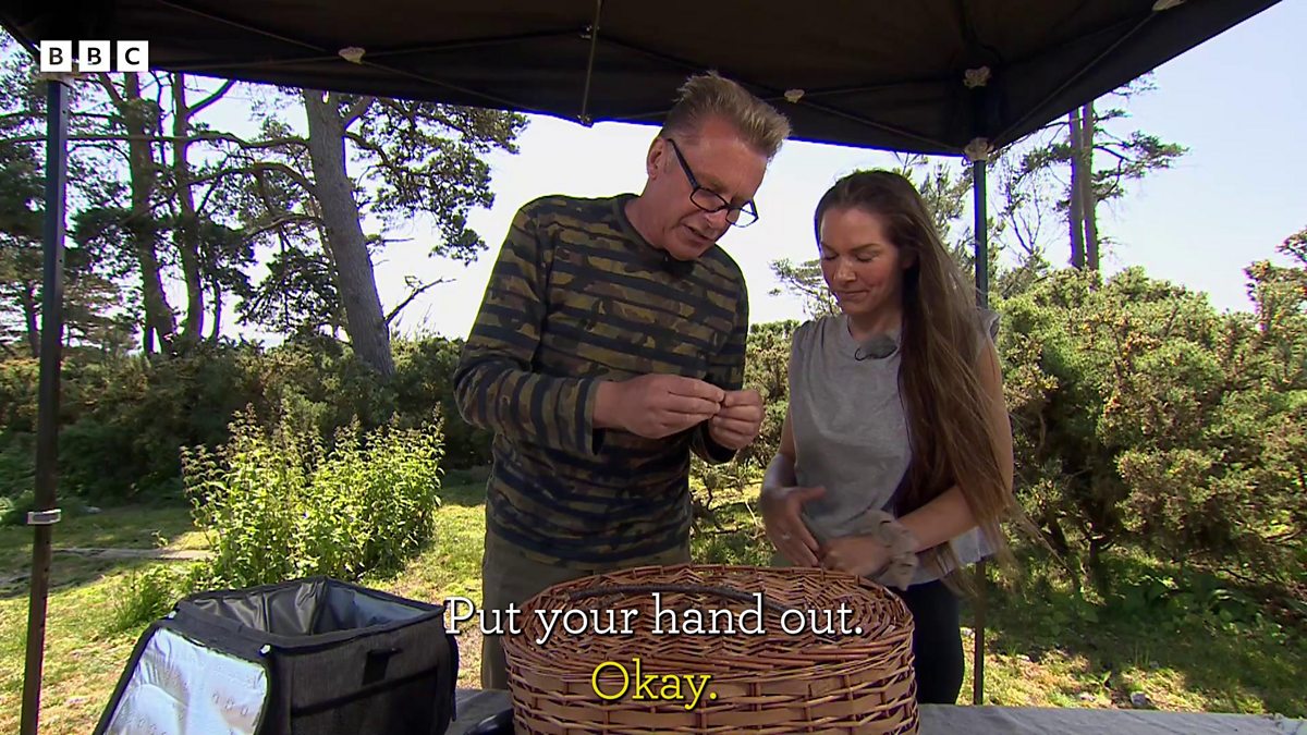 BBC Two - Springwatch, Watch Out: Chris Packham demonstrates the ...