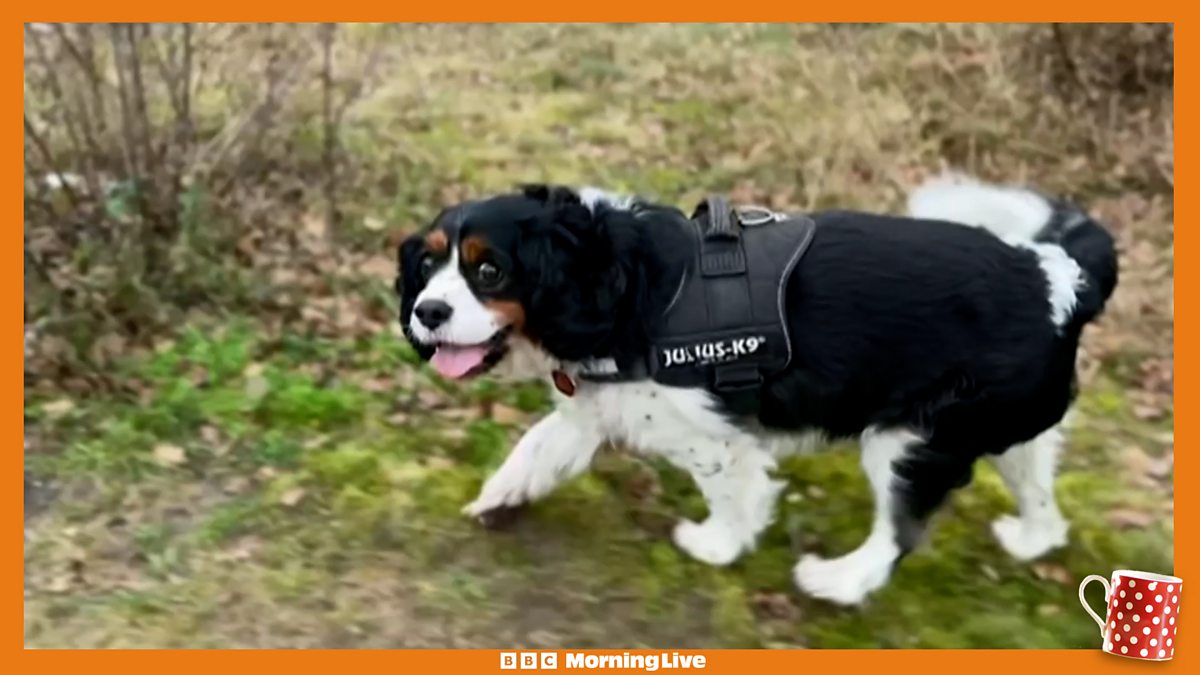 BBC One - Morning Live, The Cost Of Letting Your Dog Off The Lead!