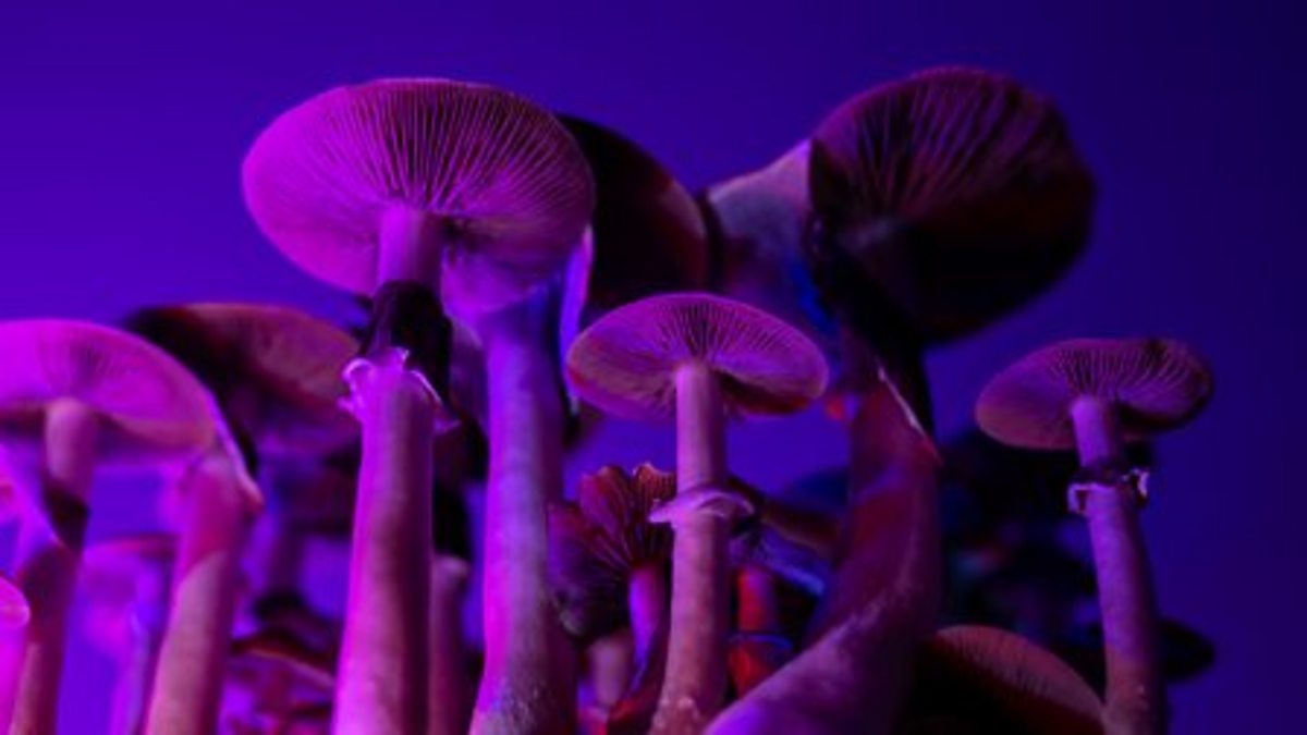 BBC World Service - Discovery, Psychedelics