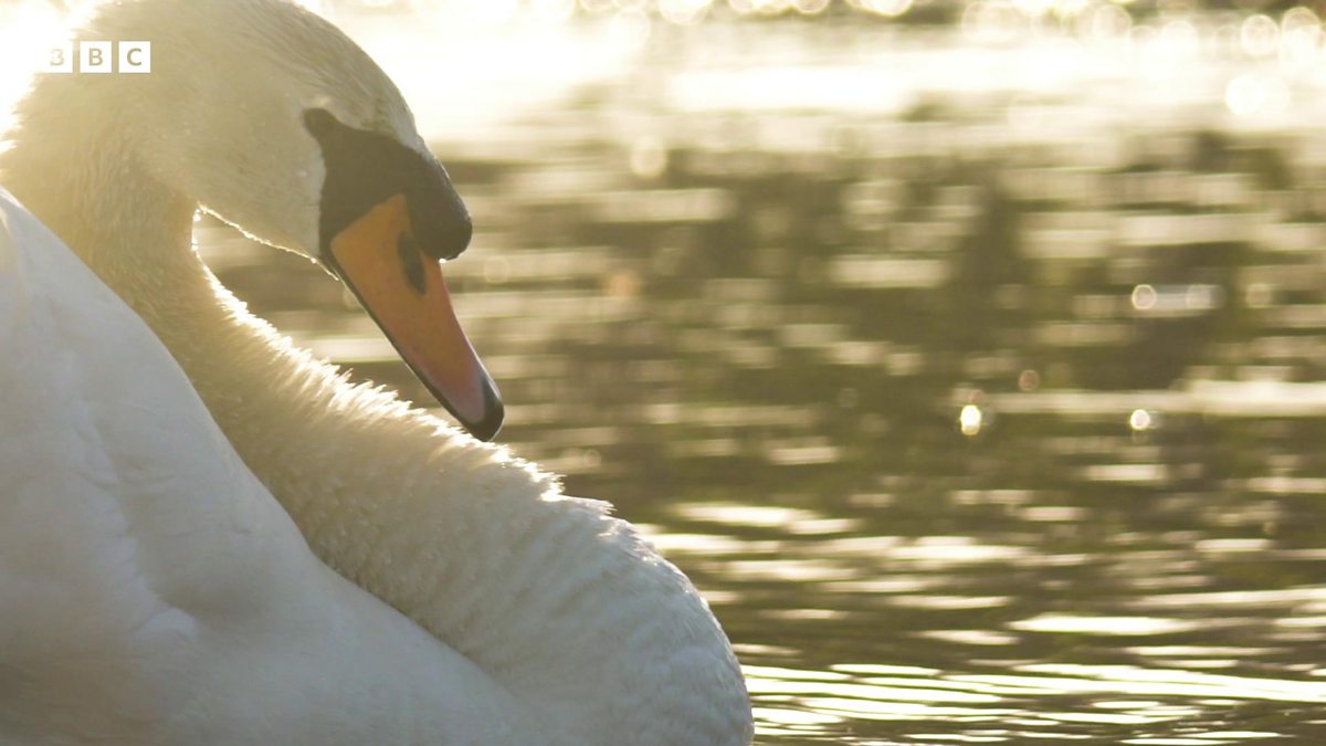 BBC Two - Springwatch, Relax with the sights and sounds of a reed pond