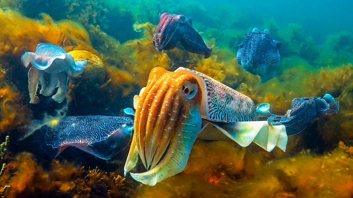 Spy in the Ocean - Series 1: 2. Deep Feelings - Signed - BBC iPlayer