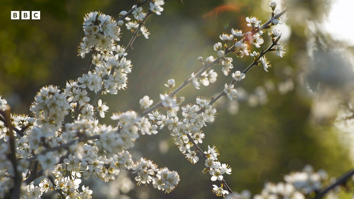 BBC Two - Springwatch, Sit back and relax with this mindful moment of blossom
