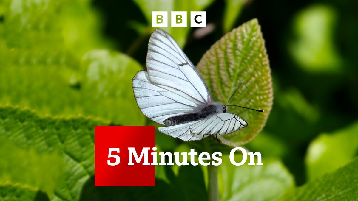 BBC News - 5 Minutes On, Looking for British Butterflies