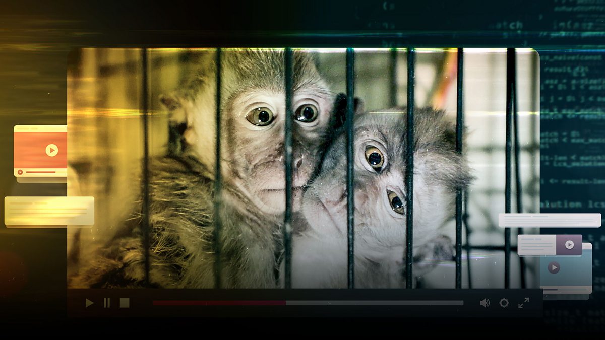 BBC Radio 4 - The Monkey Haters