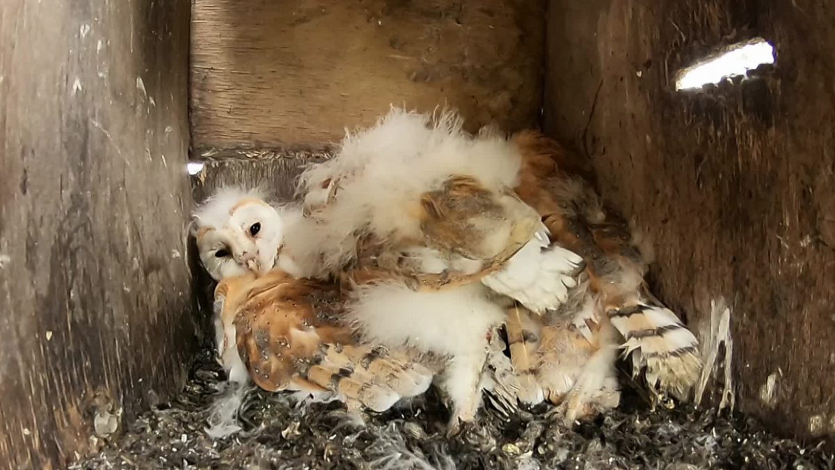 BBC Scotland - BBC Scotland - Barn owl conservation project on course ...