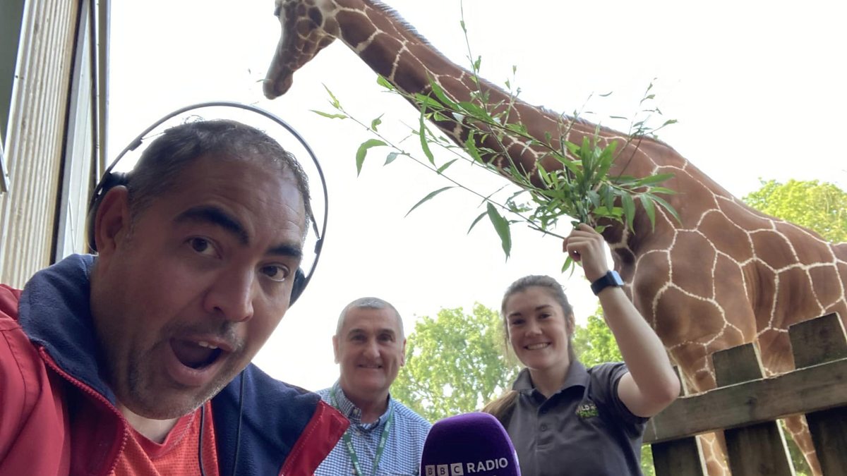 BBC Radio Bristol - Martin Evans, Martin at Wild Place with Nigel Simpson