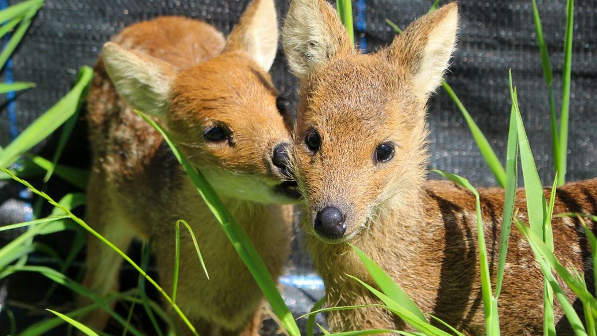 BBC Three Counties Radio - Babs Michel, Toyah Wilcox, Kym Marsh and ...