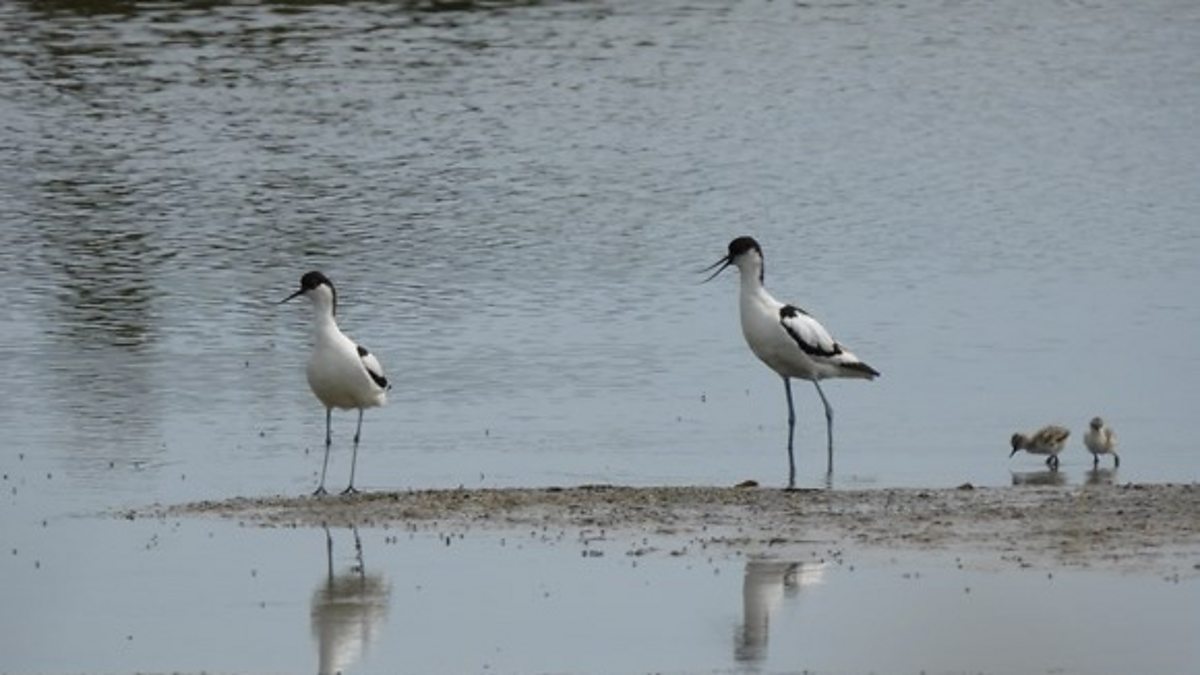 BBC Radio Devon - Pippa Quelch, Rick Edwards sits in (27/06/2023), Avocet chicks hatch in Devon ...