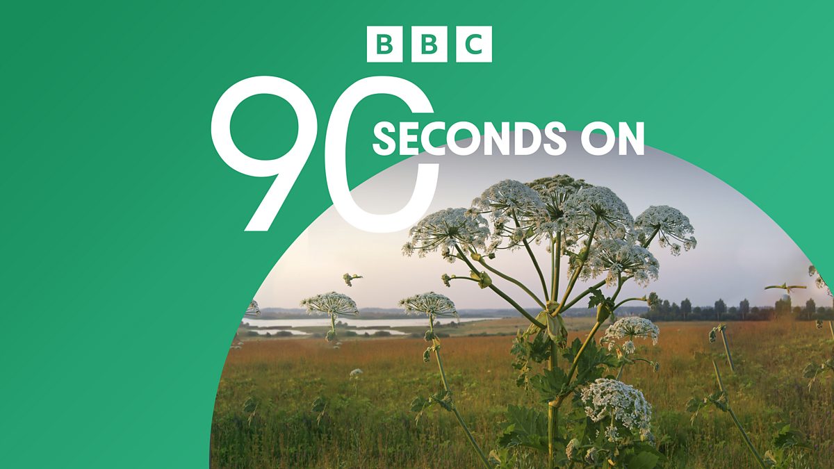 BBC News - 5 Questions On, 90 Seconds On, How dangerous is Giant Hogweed?