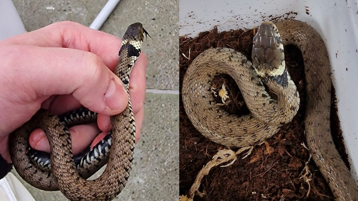 BBC Radio Devon - Pippa Quelch, Rick Edwards sits in (28/06/2023 ...