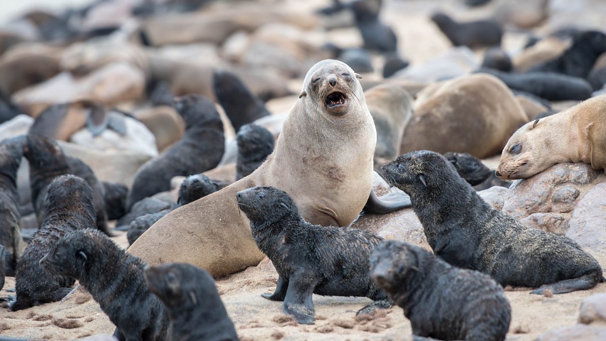 BBC World Service - Newsday, Why is Namibia still harvesting seals?