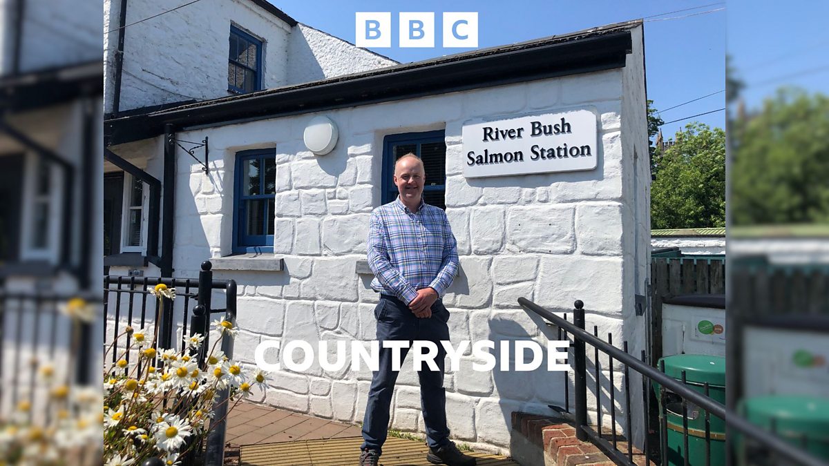 BBC Radio Ulster - Countryside, The secret life of salmon