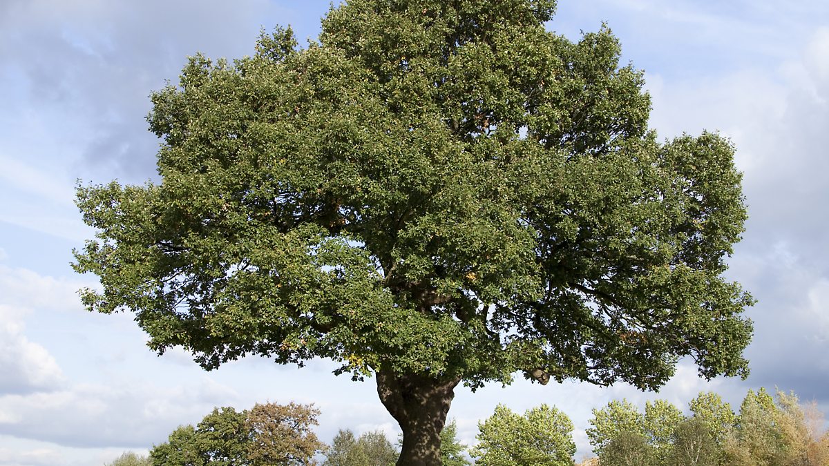 BBC Radio 4 - Today, Do you have a favourite tree?