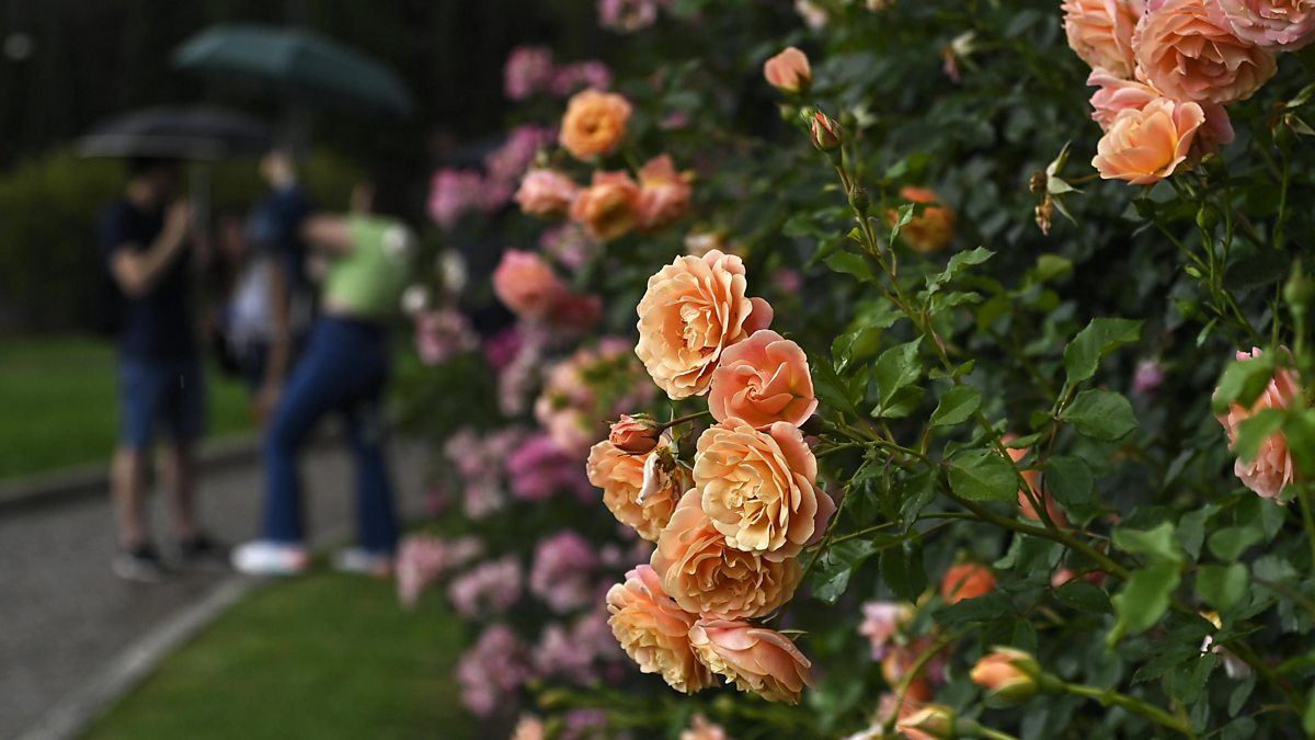 BBC Three Counties Radio - Babs Michel, Liz Flower sits in, Are you ...