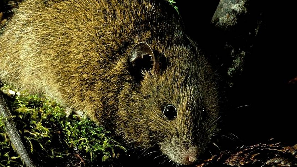 BBC World Service - Newsday, Conservationists welcome broad-toothed rat ...