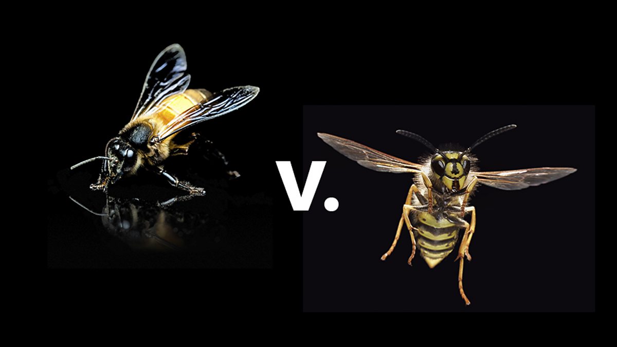 BBC Radio 4 - The Infinite Monkey Cage - Bees v. Wasps Quiz