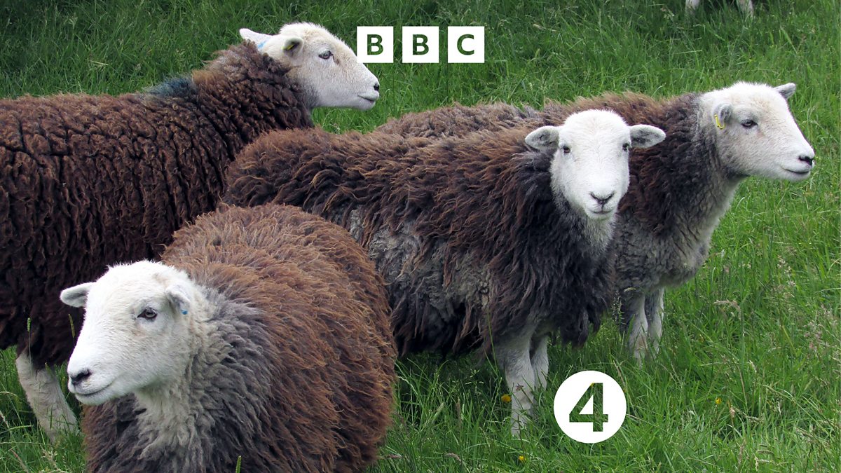 BBC Radio 4 - The Trouble with Sheep