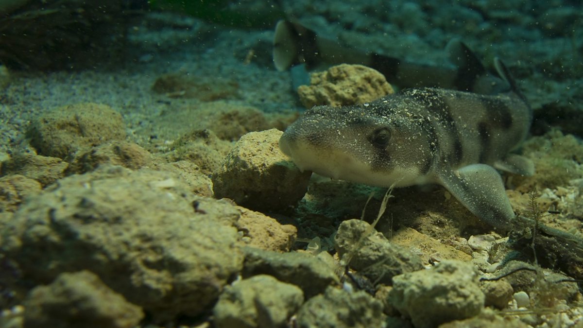 BBC Radio Devon - John Acres, 14/07/2023, Shark Awareness Week: Dr ...