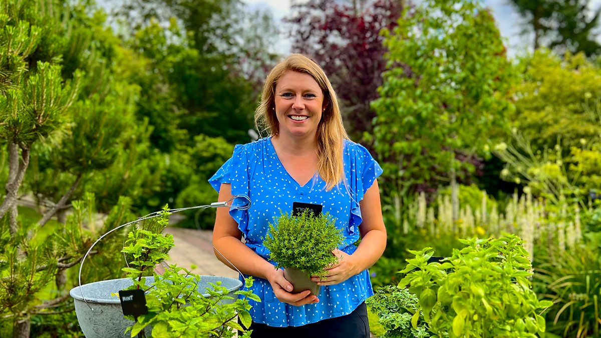 Beechgrove Garden - 2023: Episode 16 - BBC iPlayer