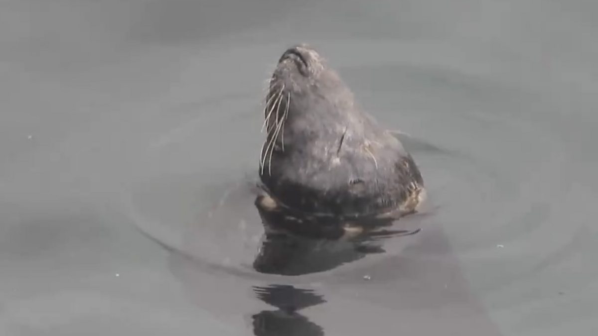 BBC Radio Cornwall - Julie Skentelbery, Commuter the adult seal caught ...