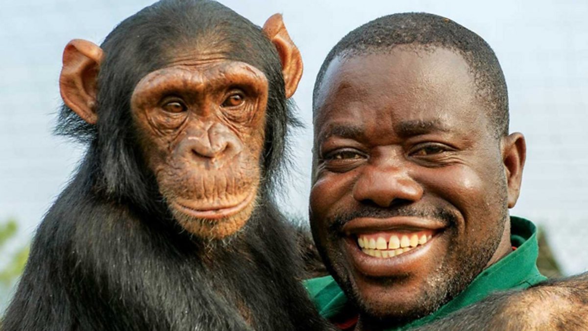 BBC World Service - Outlook, I saved chimpanzees and they've saved me