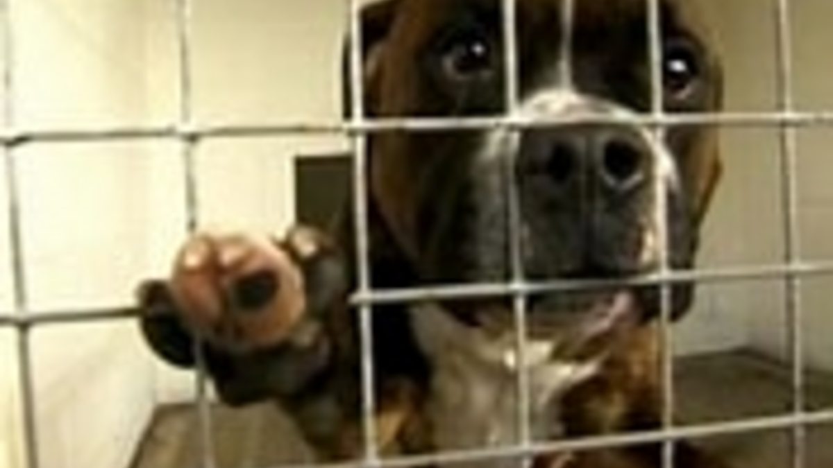 BBC Radio Ulster - Good Morning Ulster, "How do you decide which dog to ...