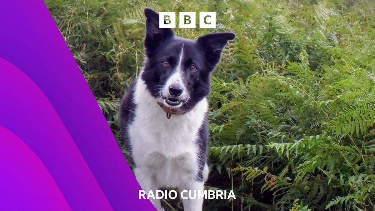 BBC Radio Cumbria - BBC RADIO CUMBRIA, Meet the Cumbrian dog who sings ...