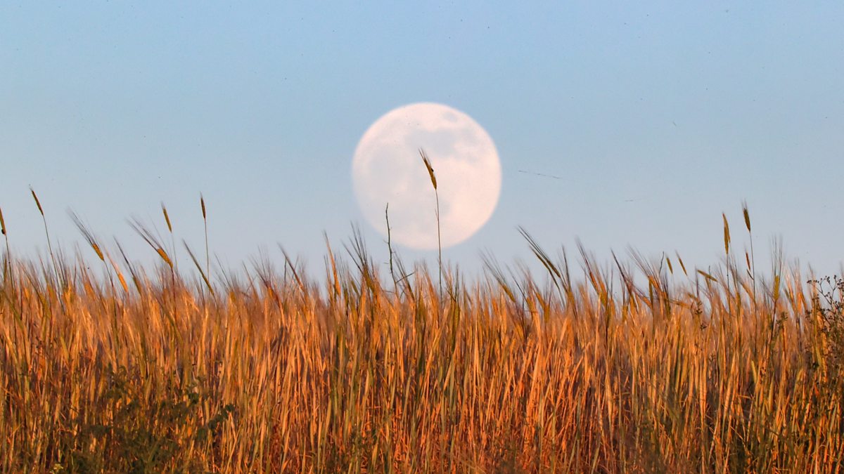 BBC World Service - Business Daily, Is it possible to grow food on the ...
