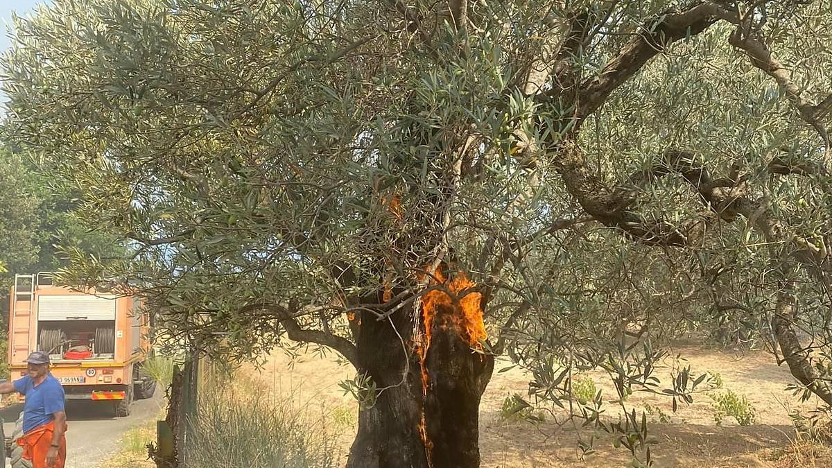 BBC World Service - Newsday, Wildfires: Olive trees 'like a natural bomb'