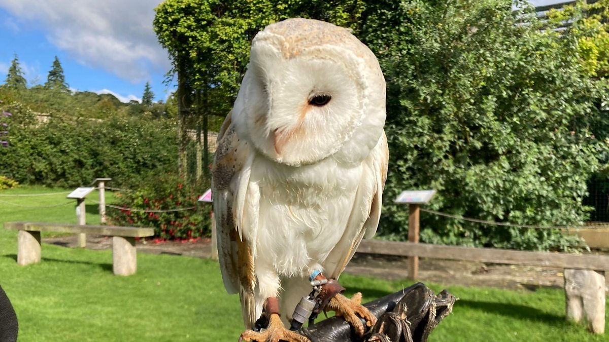 BBC Radio York - Georgey Spanswick at Breakfast, 03/08/2023, Its a hoot ...