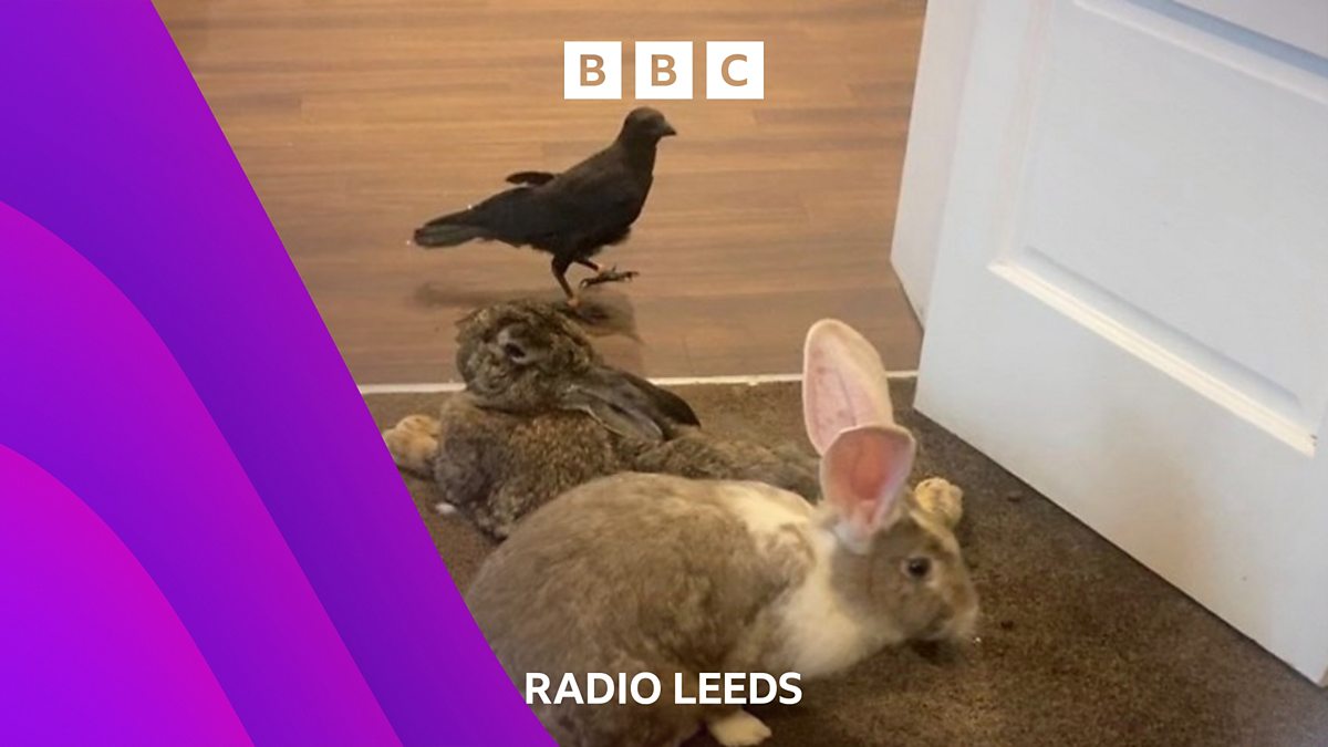 BBC Radio Leeds - BBC Radio Leeds, Jake the Ossett crow (who thinks he ...