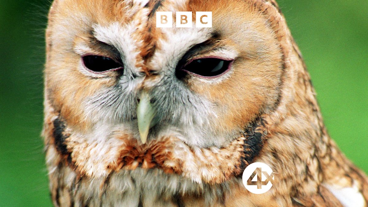 BBC Radio 4 Extra - Year of the Owl