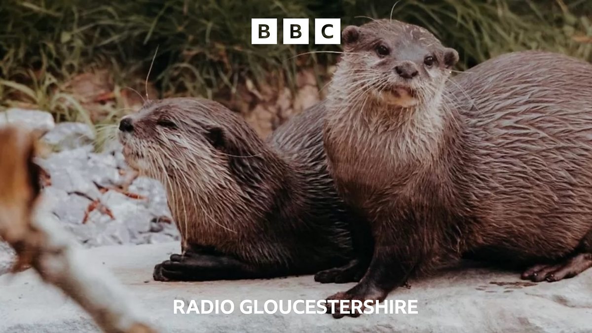 BBC Radio Gloucestershire - BBC Radio Gloucestershire, Two new otters ...