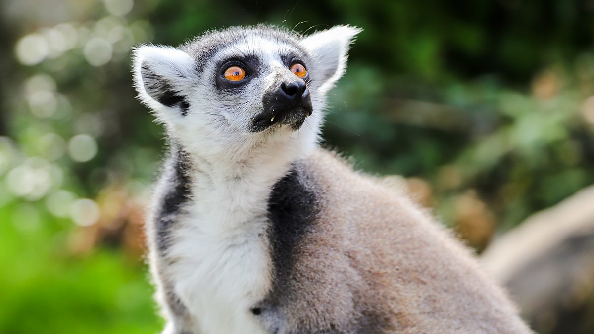 Go Wild - Series 1 - Steve and Aneeshwar: 1. Elephant and Lemur - BBC ...