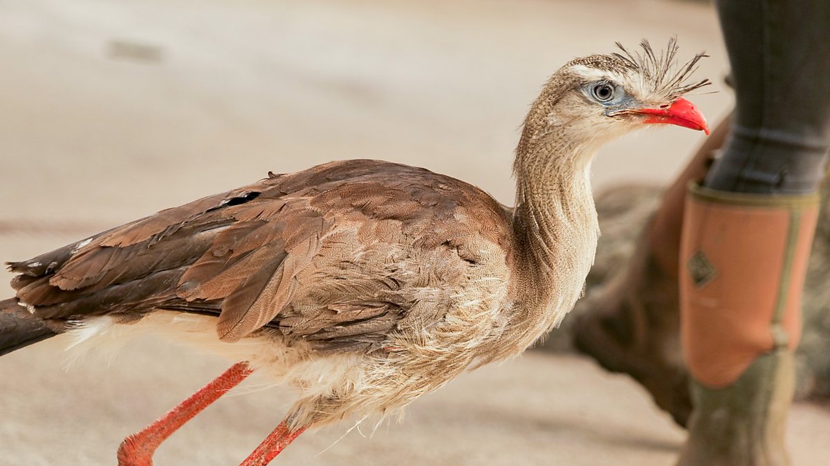 Go Wild - Series 1 - Steve and Aneeshwar: 4. Gibbon and Seriema ...