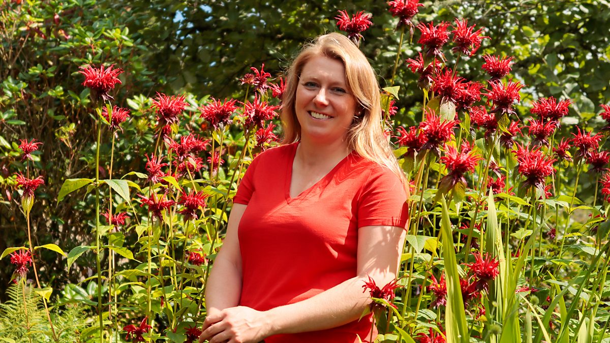 Beechgrove Garden - 2023: Episode 19 - BBC iPlayer