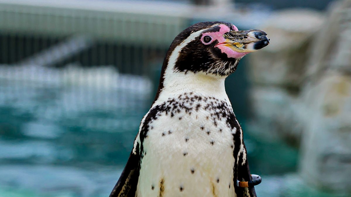 Go Wild - Series 1 - Steve and Aneeshwar: 12. Ostrich and Penguin - BBC ...