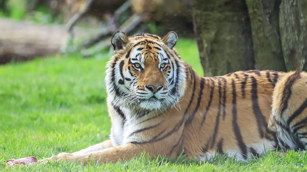 Go Wild - Series 1 - Steve and Aneeshwar: 13. Tiger and Leaf Insect ...