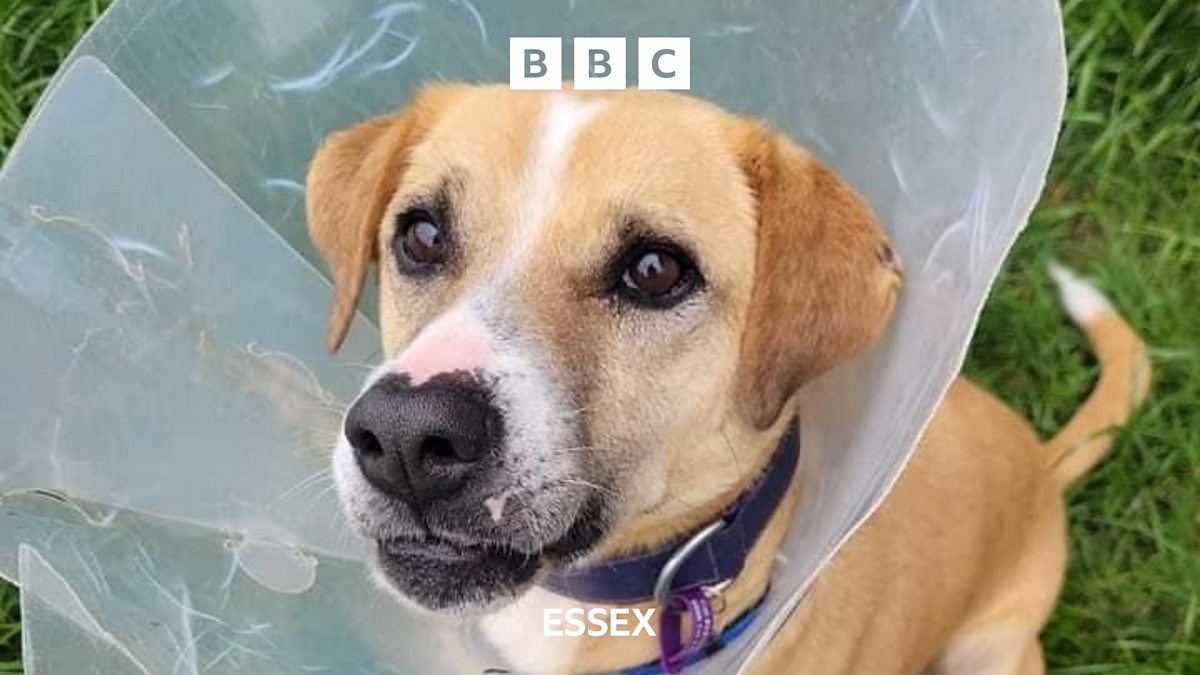 BBC Essex - BBC Essex, Hit and run dog needs foster home to recover