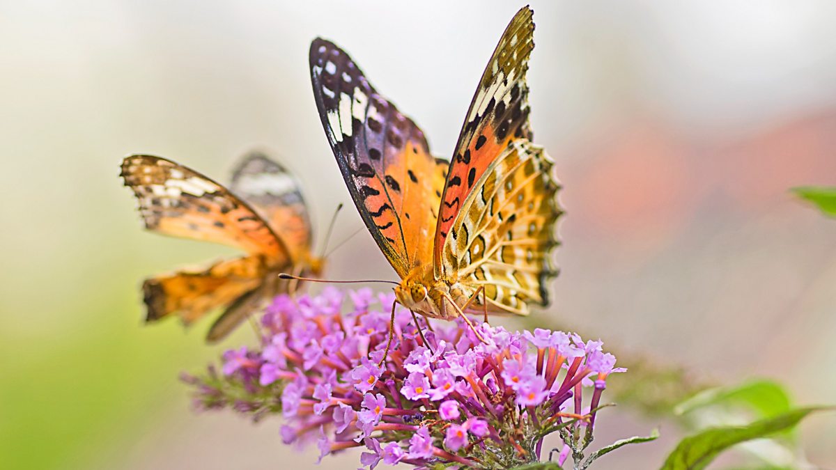 BBC Radio 4 - More or Less: Behind the Stats, How many butterflies are ...