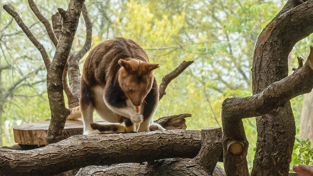 Go Wild - Series 1 - Steve and Aneeshwar: 17. Tree Kangaroo and ...