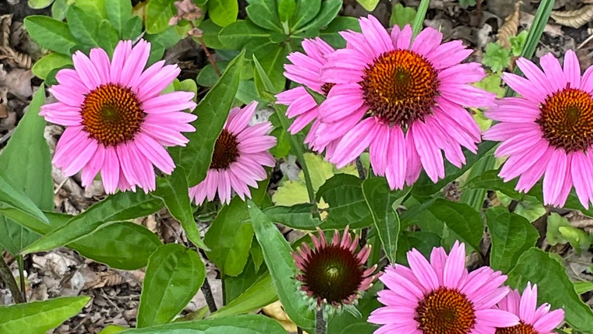 BBC Radio 4 - Gardeners' Question Time, Matt Biggs' House