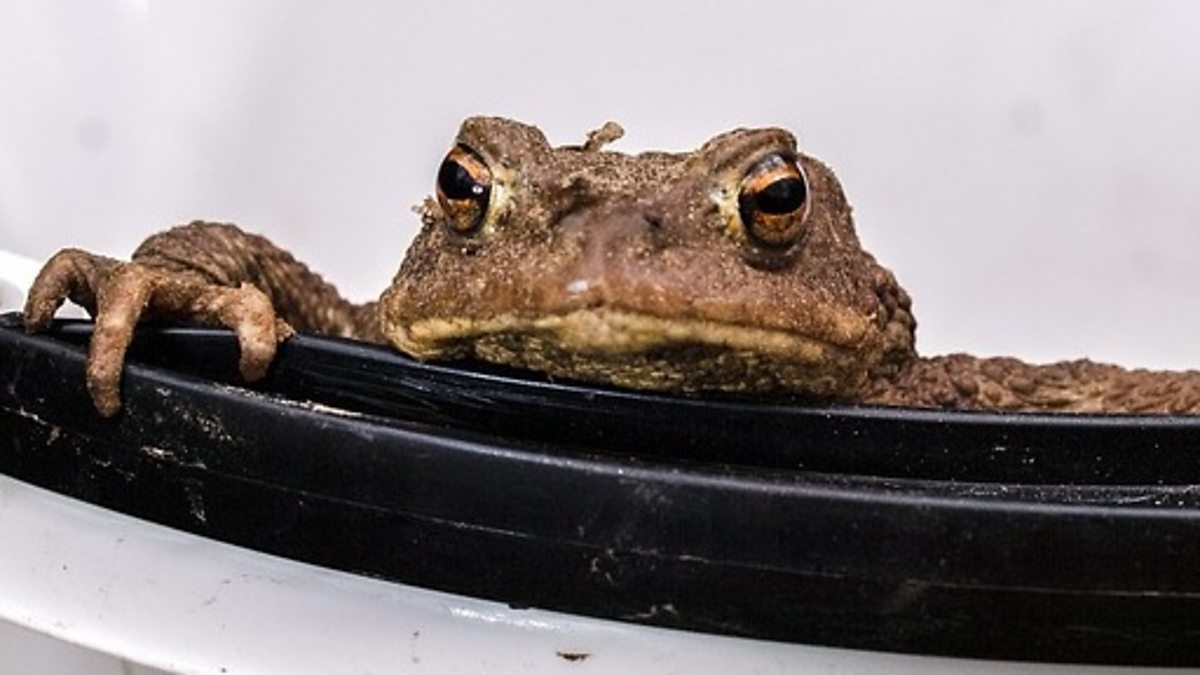 BBC Radio Devon - Toby Buckland, It wasn’t so much Toad in the Hole as ...