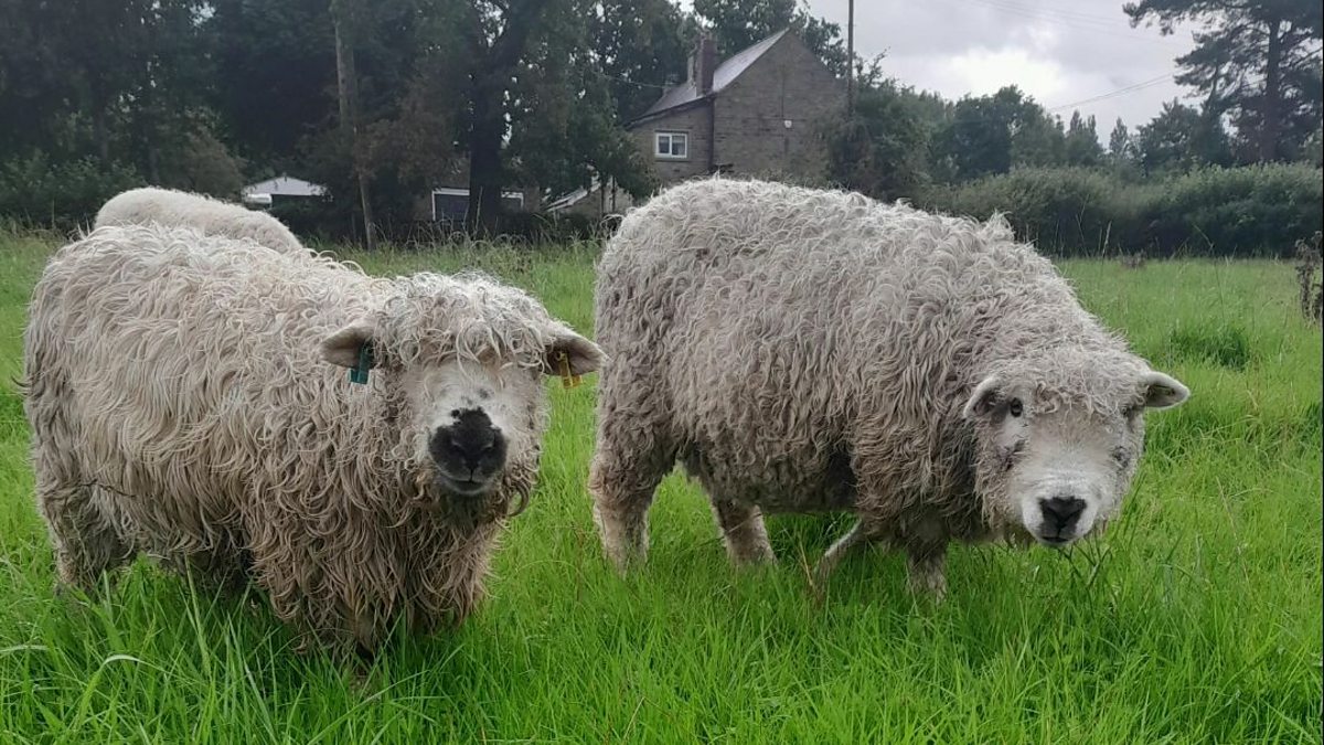 BBC Radio Tees - Gary Philipson, Have you ever heard of Sheep Therapy?