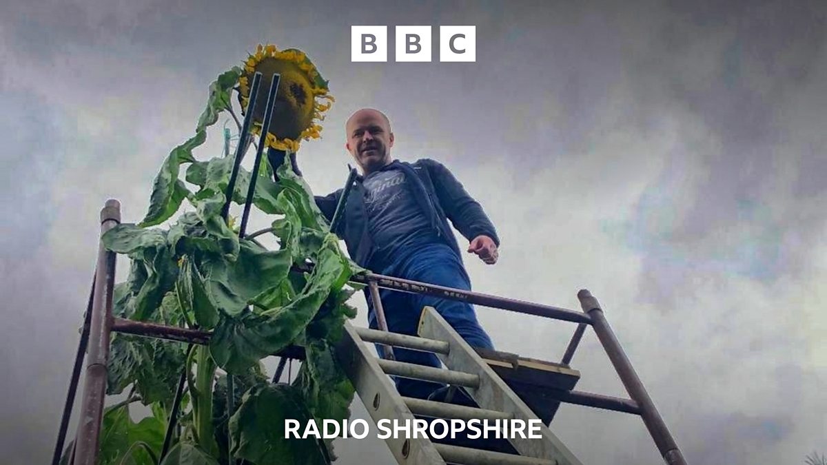 BBC Radio Shropshire - BBC Radio Shropshire, Shrewsbury's 20 foot sunflower