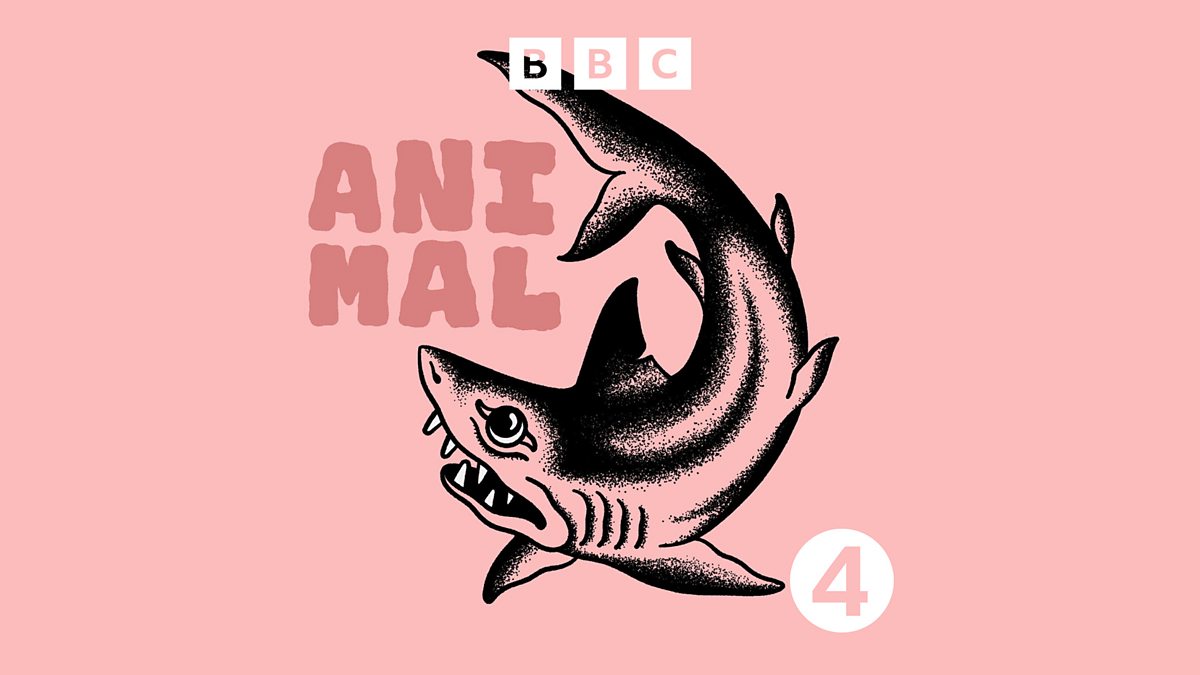 BBC Radio 4 - Animal - Available now