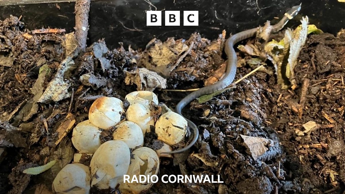 BBC Radio Cornwall - BBC Radio Cornwall, Snake eggs hatched in yoghurt ...
